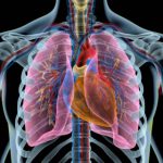 Visible Human Project | Demystifying Your Health